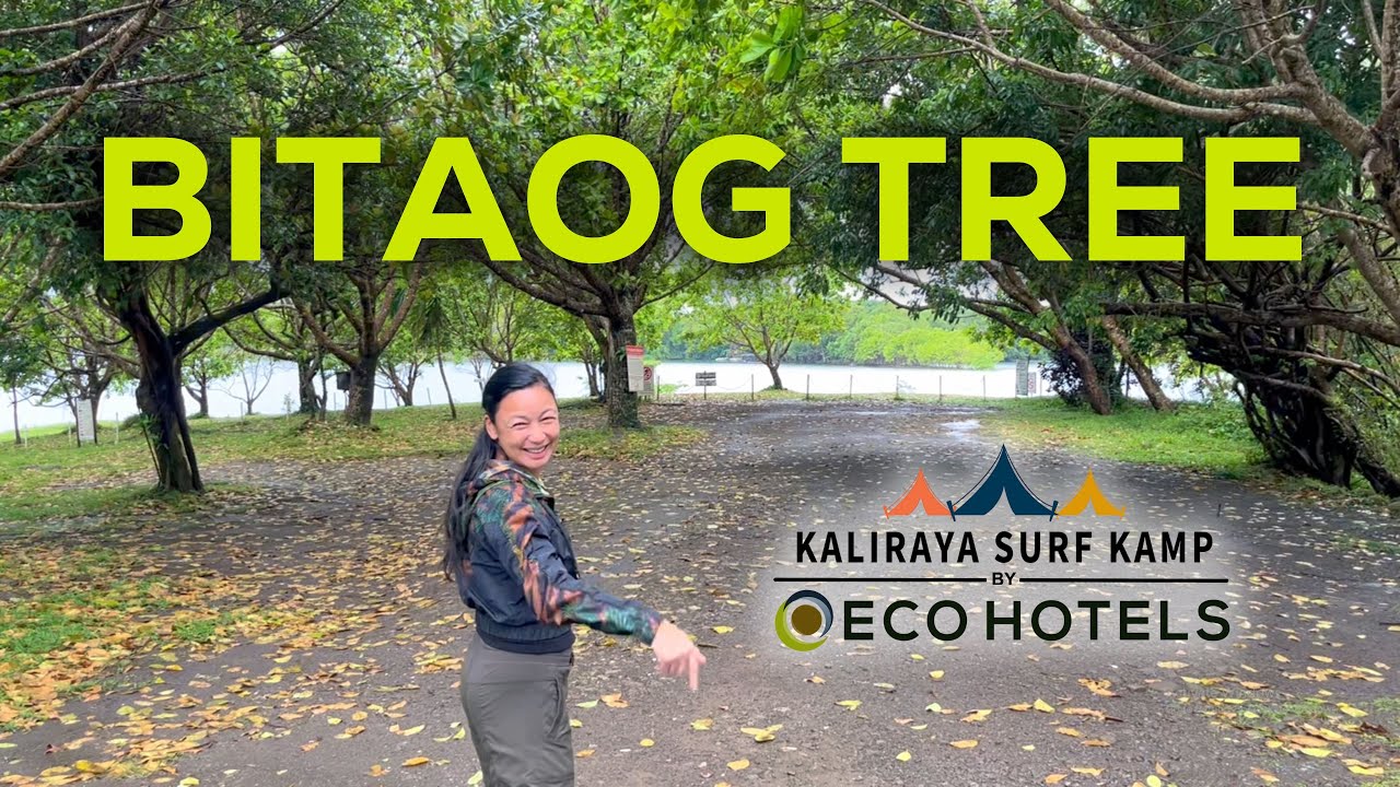 Bitaog tree (Calophyllum inophyllum) at Kaliraya Surf Kamp - YouTube
