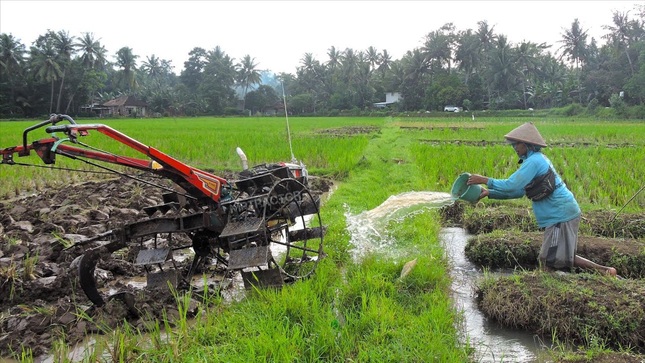 Plowing Rice Field Using Two Wheel Diesel Tractor - YouTube