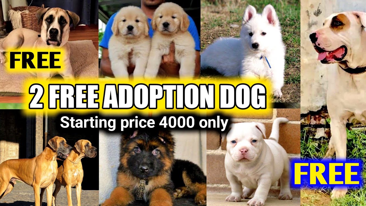 2 DOG FREE ADOPTION || Sunday dog market || Starting price 4000 - YouTube