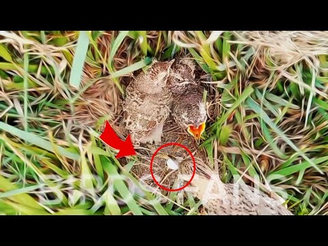 Pipit birds baby feeding time #pipit #baby @BirdsFans5 - YouTube