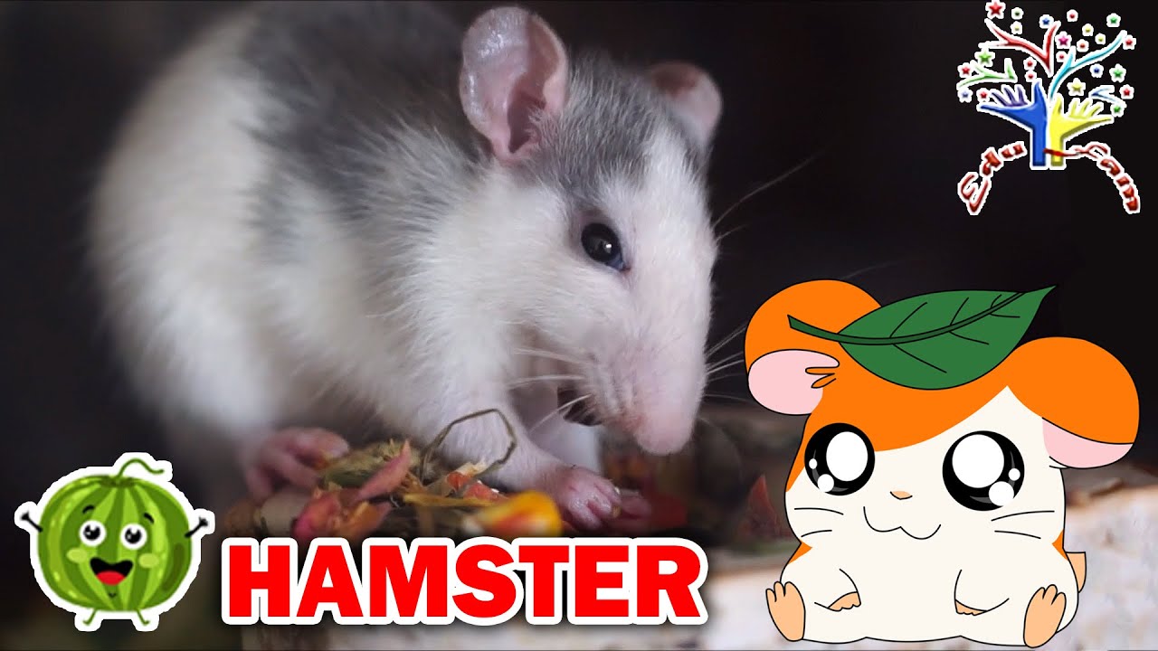 The Animal Sounds Song || Hamster || Kids Nursery Rhymes | Best ...