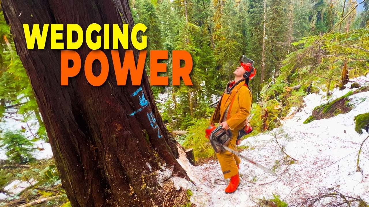 47. Falling & Bucking a Couple Cedar Trees - YouTube