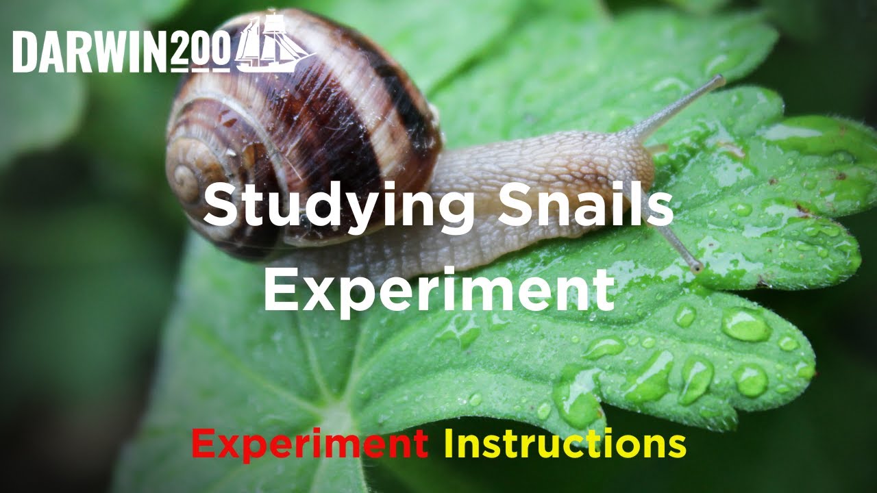 Studying Snails Experiment (Segment from World's Most Exciting ...