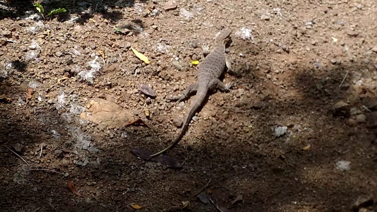 How Juvenile monitor lizard search food and take Sun bath घोरपड चे ...