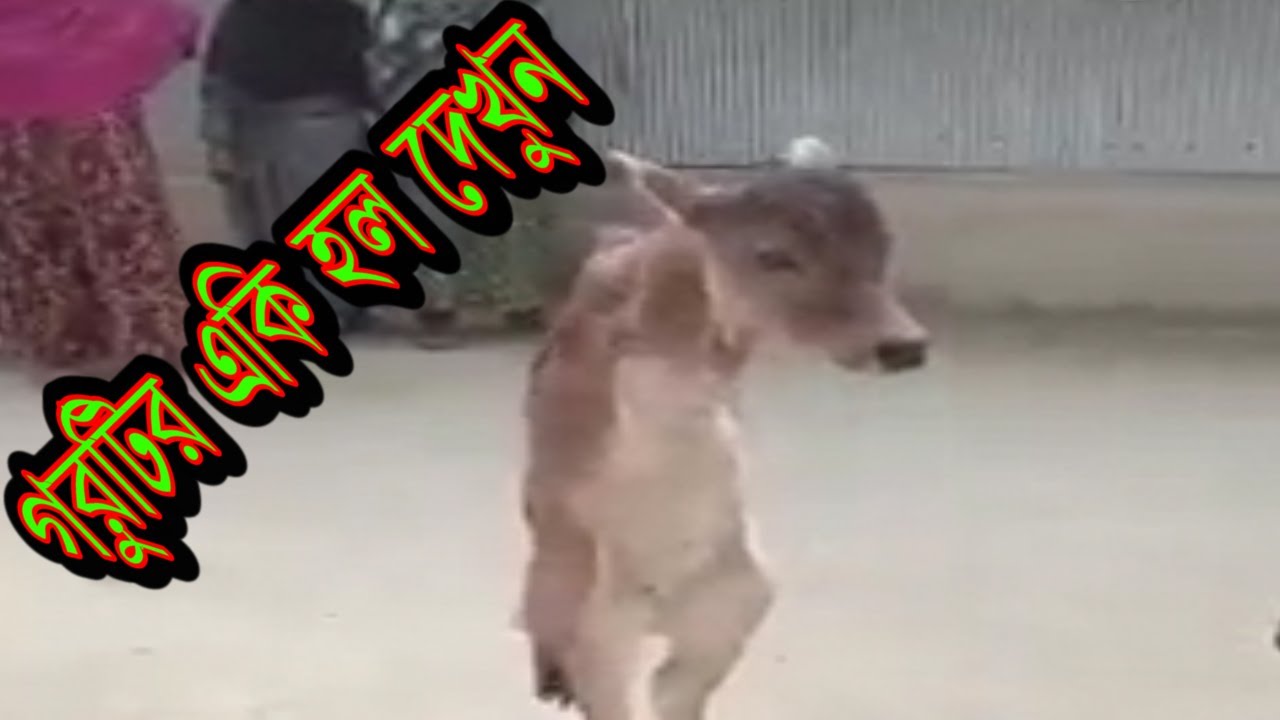 Two legged cow , cow without legs - YouTube