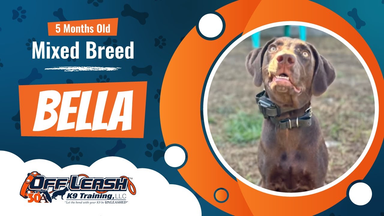 5 Month Old Mix Breed - BELLA - Community K9 - Best Dog Trainers ...