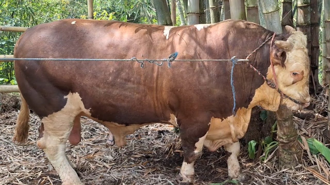 SAPI MONSTER MAU ROBOHKAN POHON BAMBU‼️ - YouTube