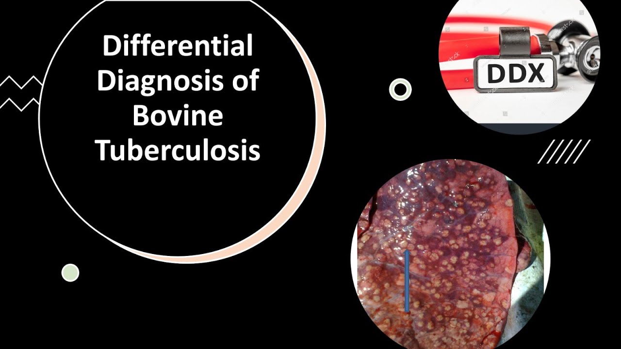 Lecture 17: Differential Diagnosis of Bovine Tuberculosis التشخيص ...