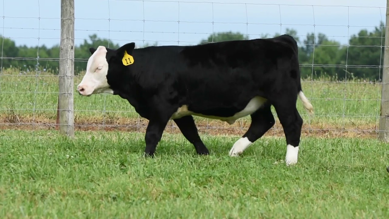 Hamilton Cattle - YouTube