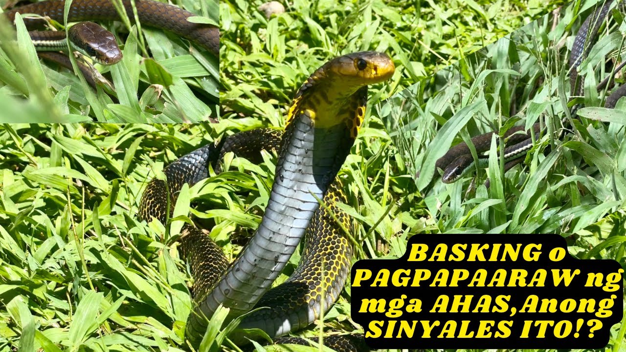 PAGBIBILAD SA ARAW NG MGA AHAS, ANONG SINYALES ITO?! #davaocity # ...