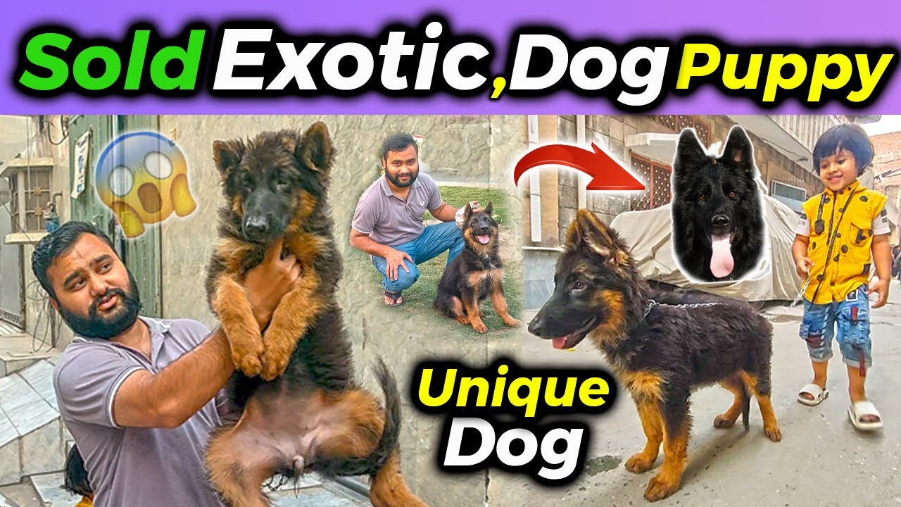 Exotic Dogs Puppy | German Shepherd Dogs | German Shepherd Dog Price In ...