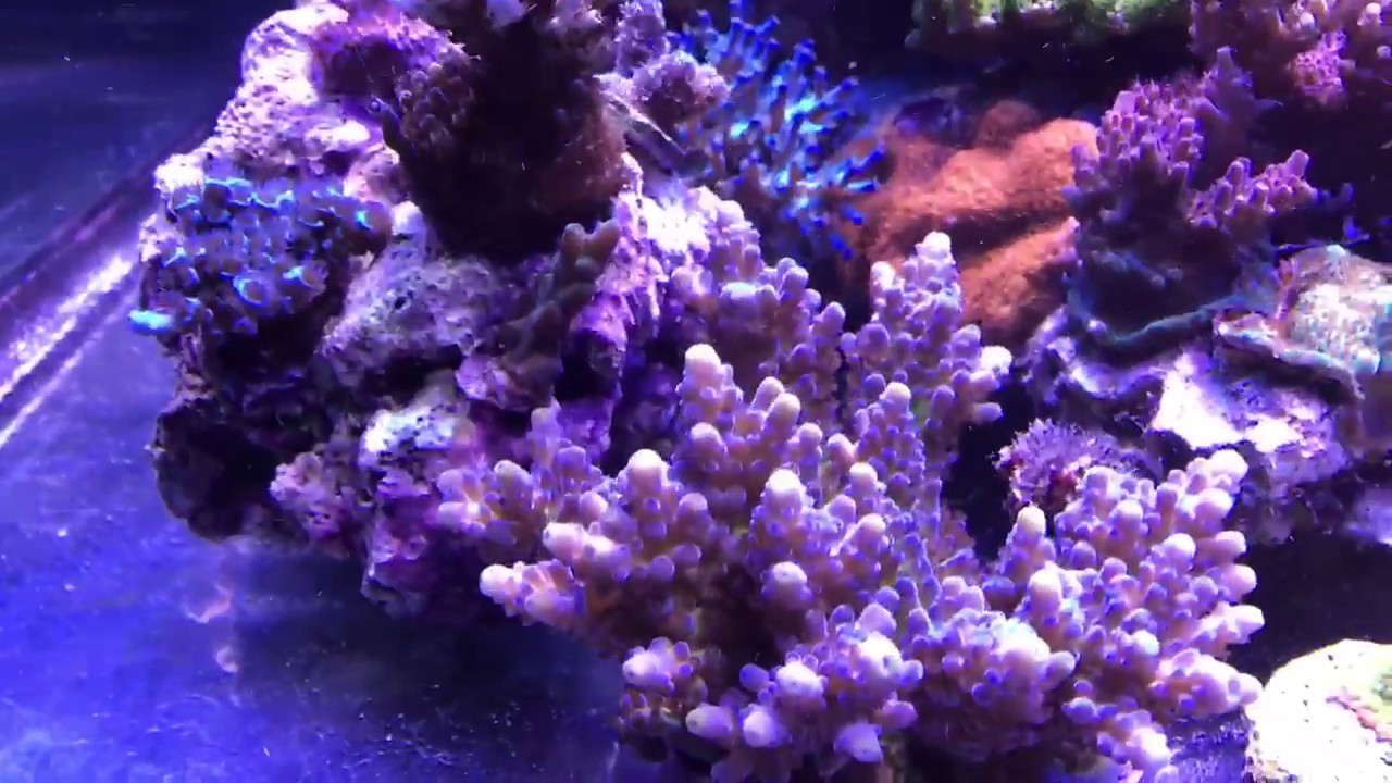 Acropora reef tank - YouTube