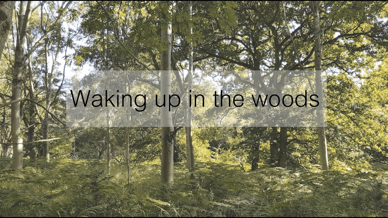 Waking up in the woods - Sounds of the British countryside - Relaxing ...