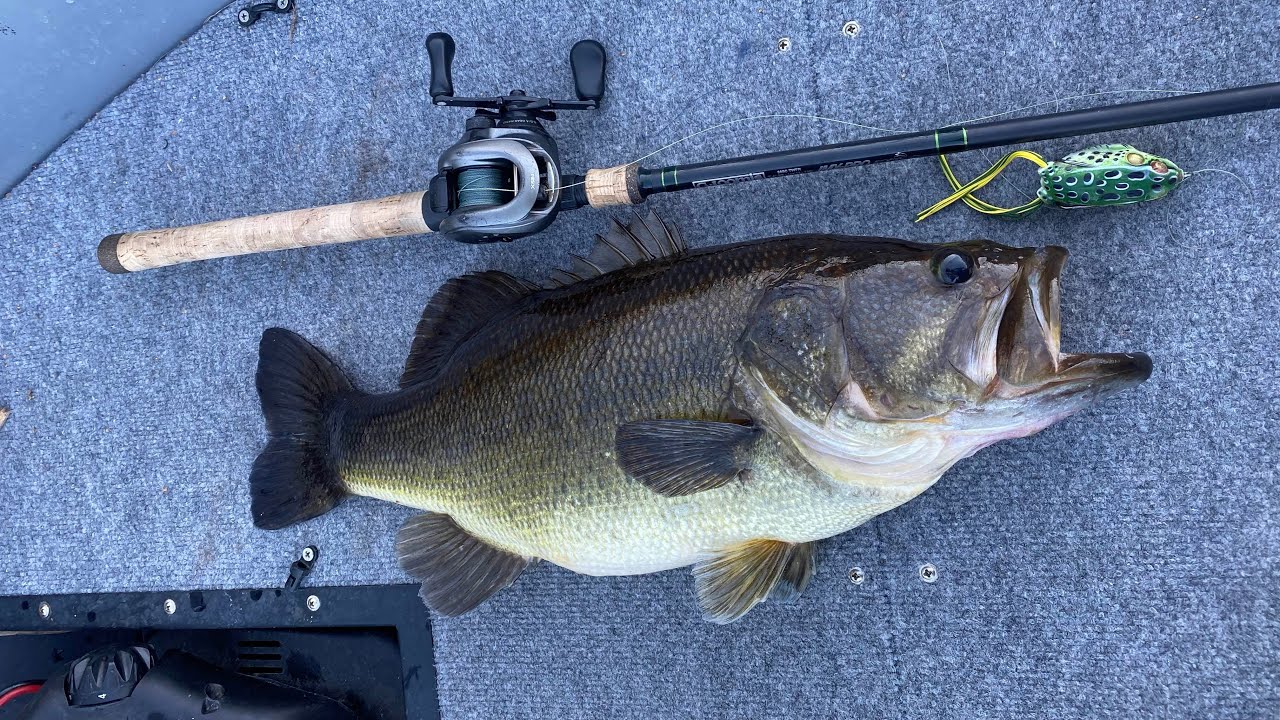 Absolutely insane 7lb 4oz bass on the frog fishing saguaro lake!! - YouTube