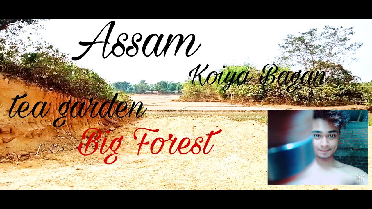 Assam Lala Bazar tea garden and big Forest video| Assam Lala Bazar ...