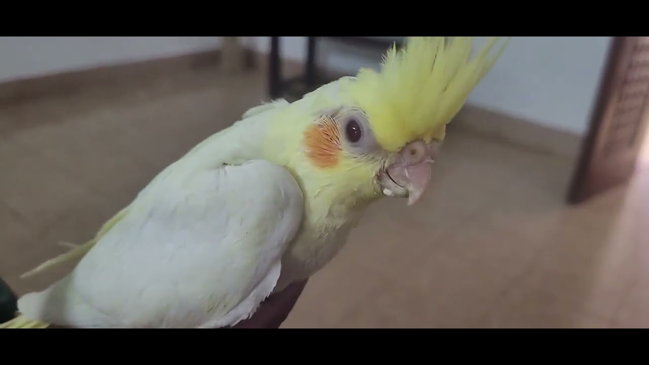 Cockatail baby child cute action! - YouTube