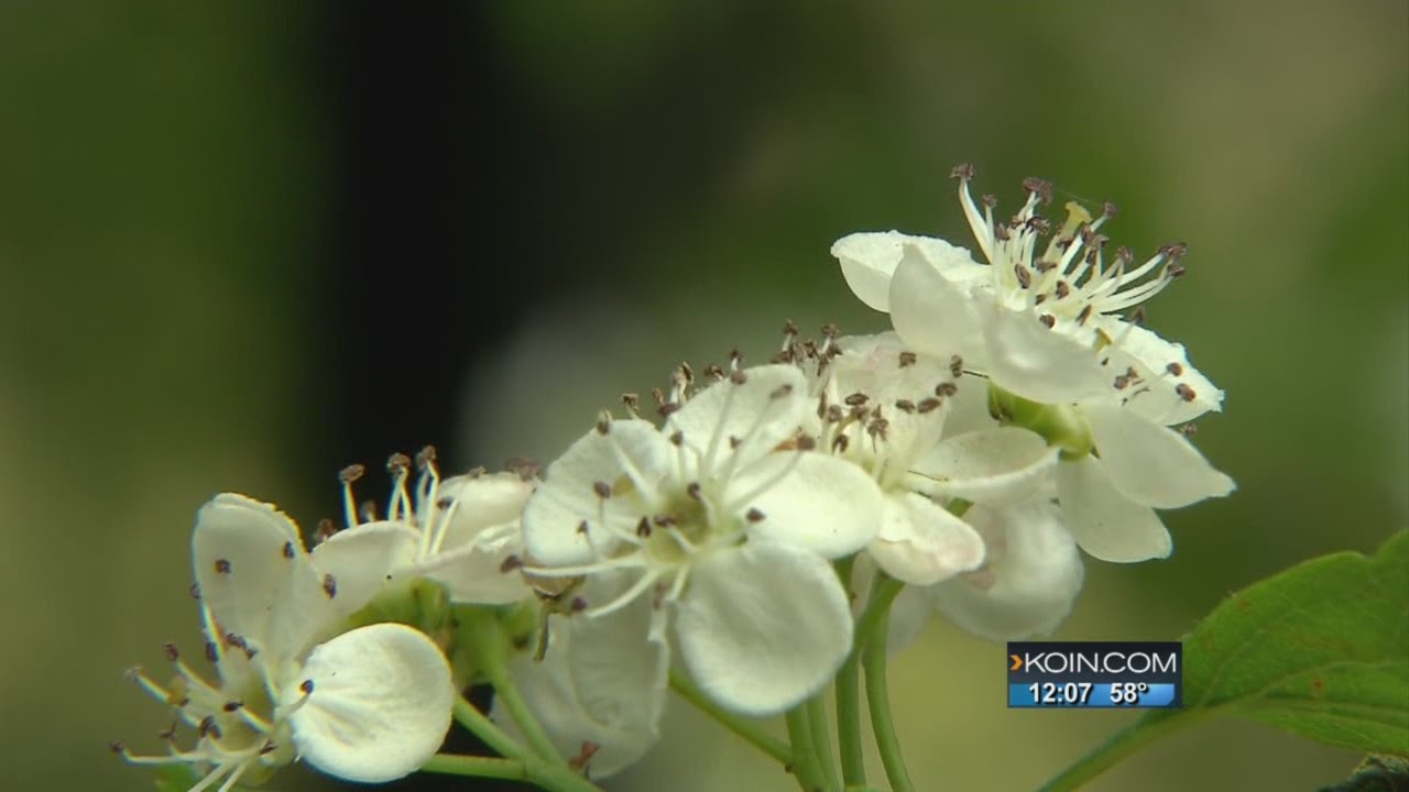 'A lot of pollen just remaining airborne' - YouTube