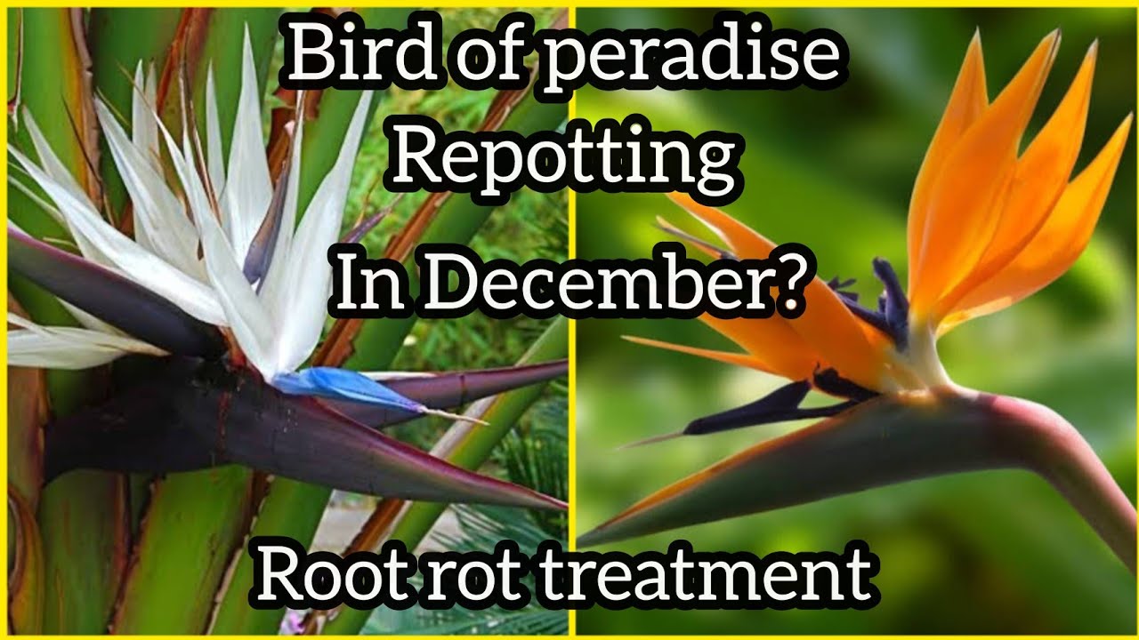 Bird of Paradise repotting in December | root rot treatment | Grow ...