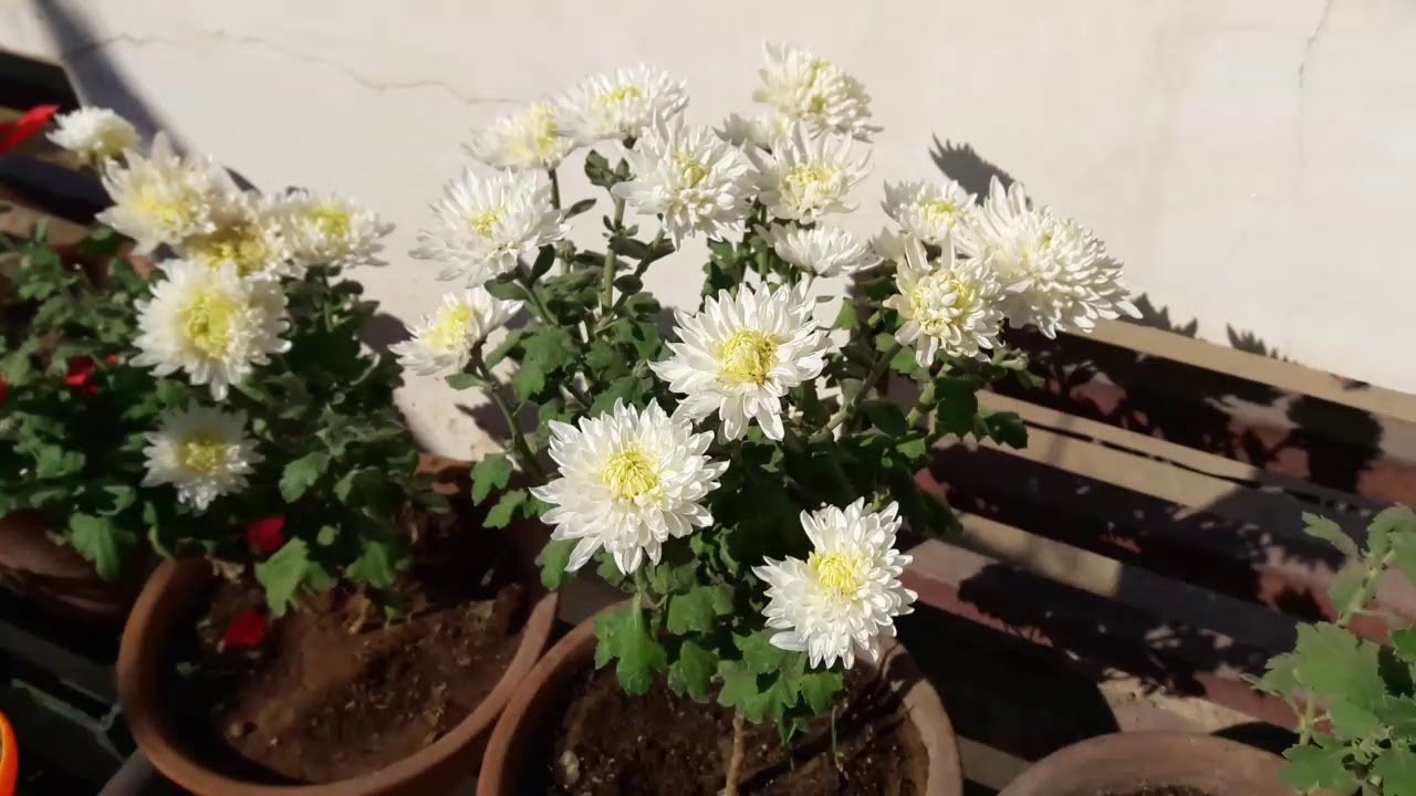 Guldaudi / Chrysanthemum - Care and Fertilizing // गुलदाउदी की देखभाल ...