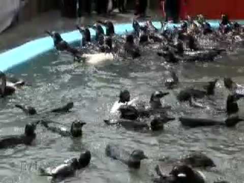 IFAW Brazil Penguin Rescue - YouTube