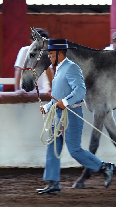 Hechicero RQ 𝖄𝖊𝖌𝖚𝖆𝖉𝖆 𝕰𝖓𝖘𝖚𝖊ñ𝖔 #caballosespañoles #horse #stallion #caballos #andalusia - YouTube