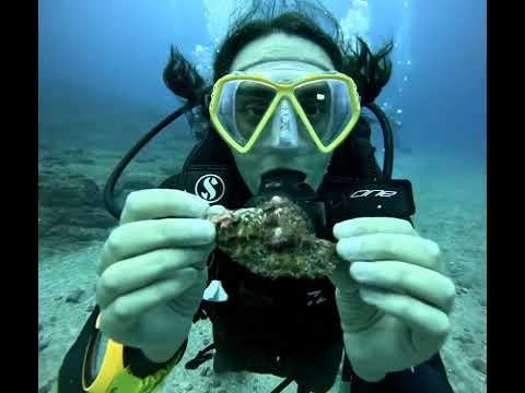 The Diving life in St Helena - YouTube