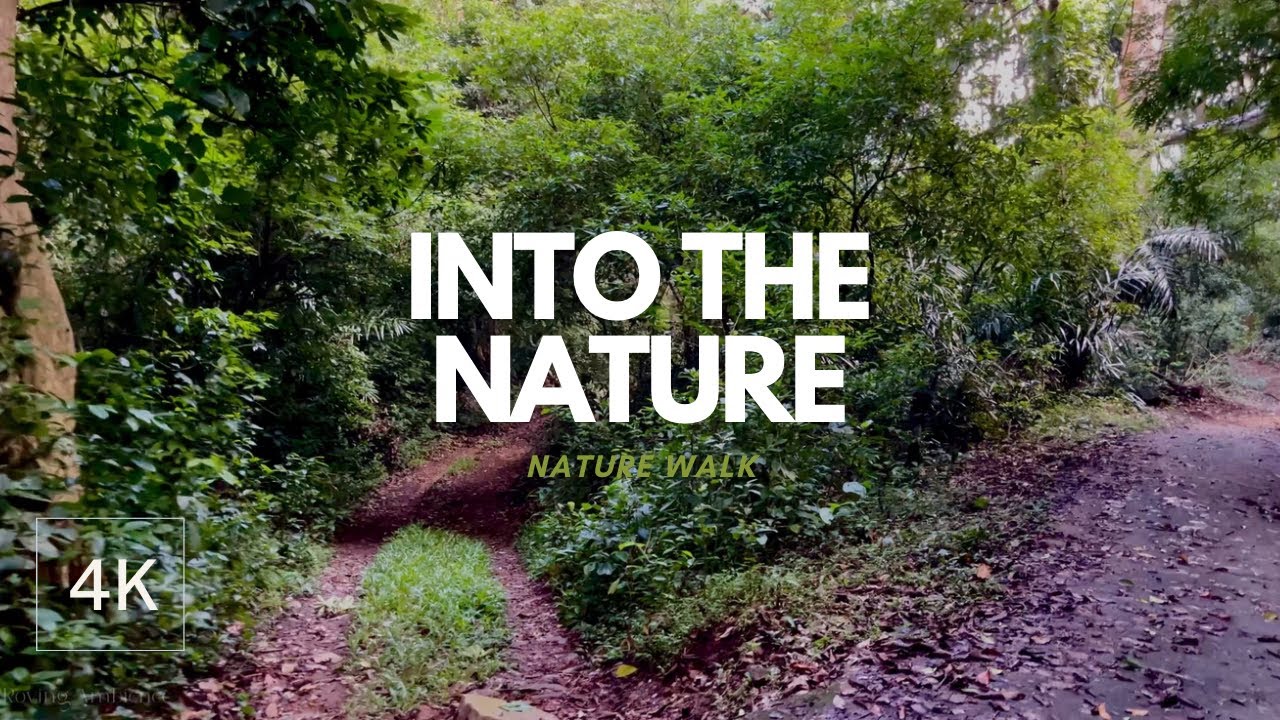 4K Nature Walk, peaceful nature filled with more greenery | Nature ...