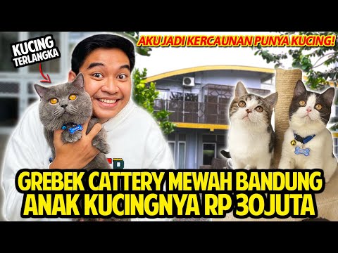 GREBEK CATTERY IMPORT TERMEWAH DI BANDUNG! ANAK KUCING AJA HARGANYA RP 30JUTA! AKU KERACUNAN!