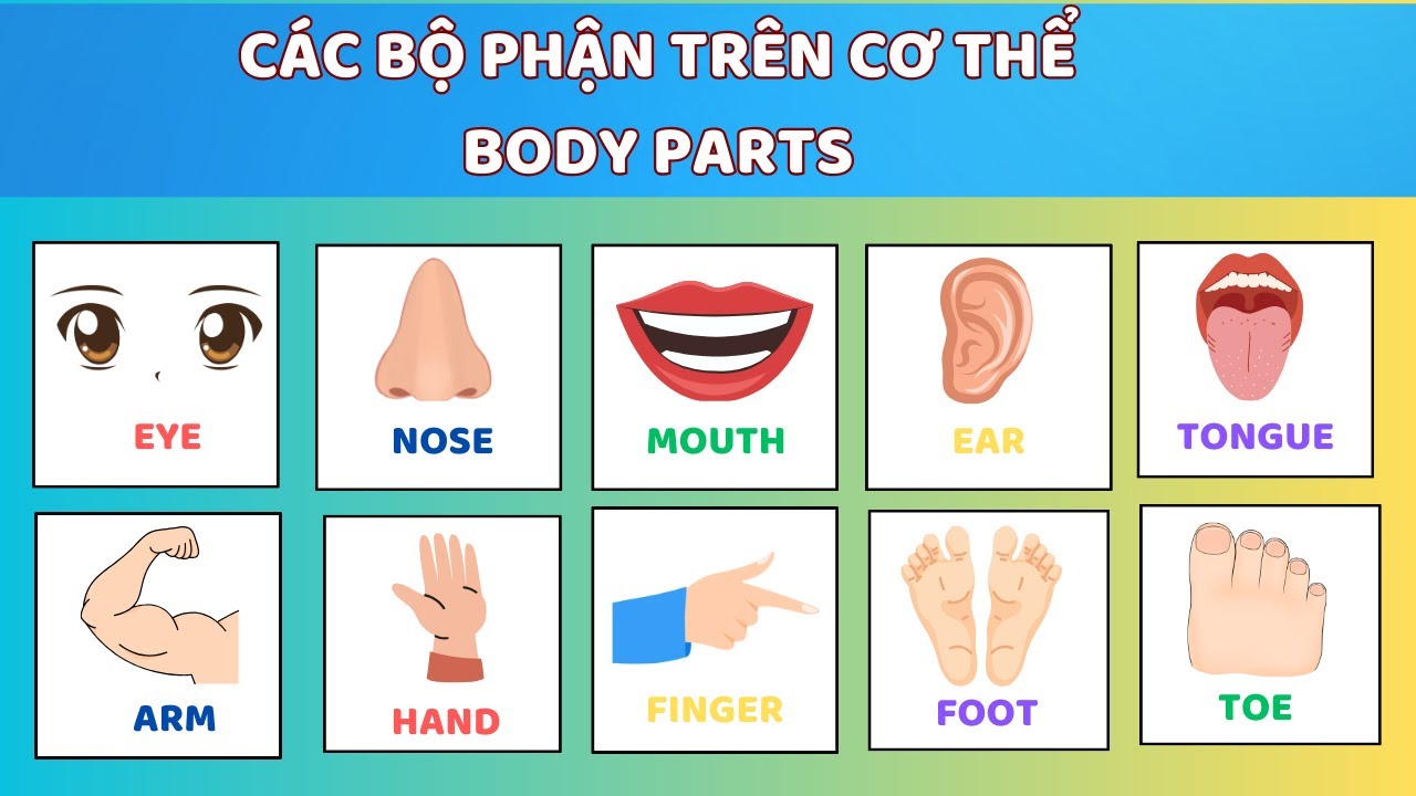 Học tiếng Anh các bộ phận trên cơ thể (Body Parts) | Explore My Body ...