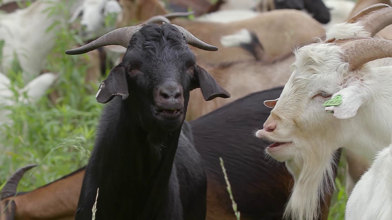 ComEd’s Goatternship Program presents networking - YouTube