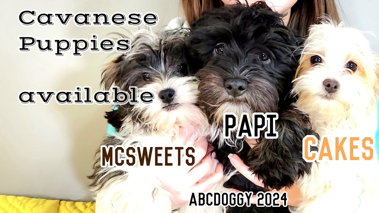 Cavanese Puppies Available * ABCdoggy 2024 - YouTube