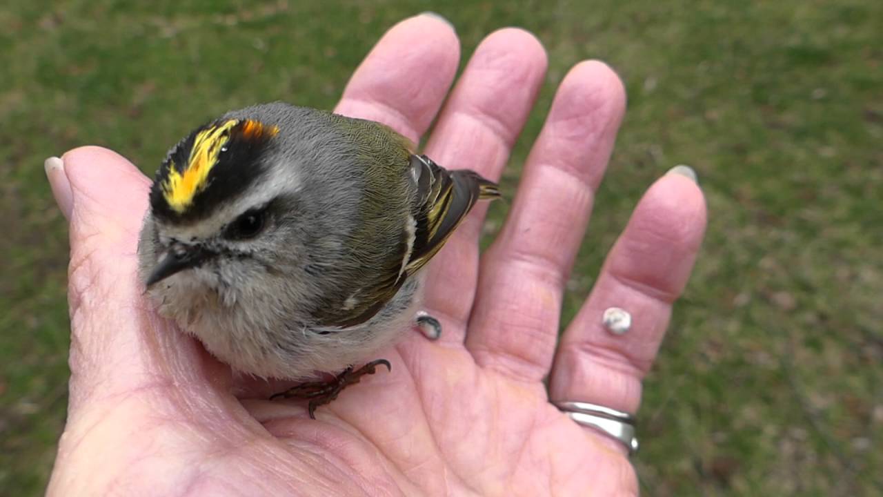 my golden-crowned kinglet friend - YouTube