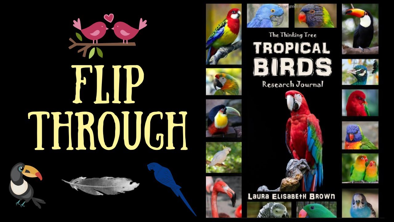 A Flip Through of Tropical Birds Research Journal by The Thinking Tree🐦 ...