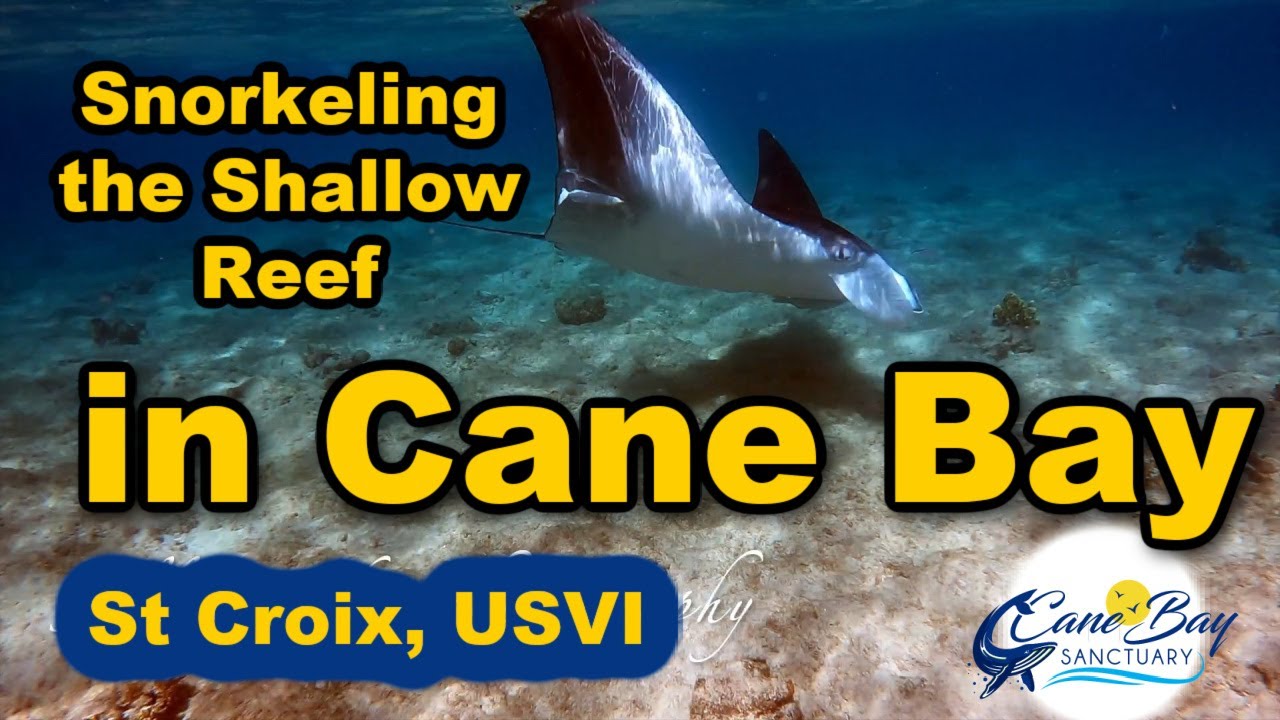 Snorkeling the Shallow Reef of Cane Bay, St Croix, USVI - YouTube
