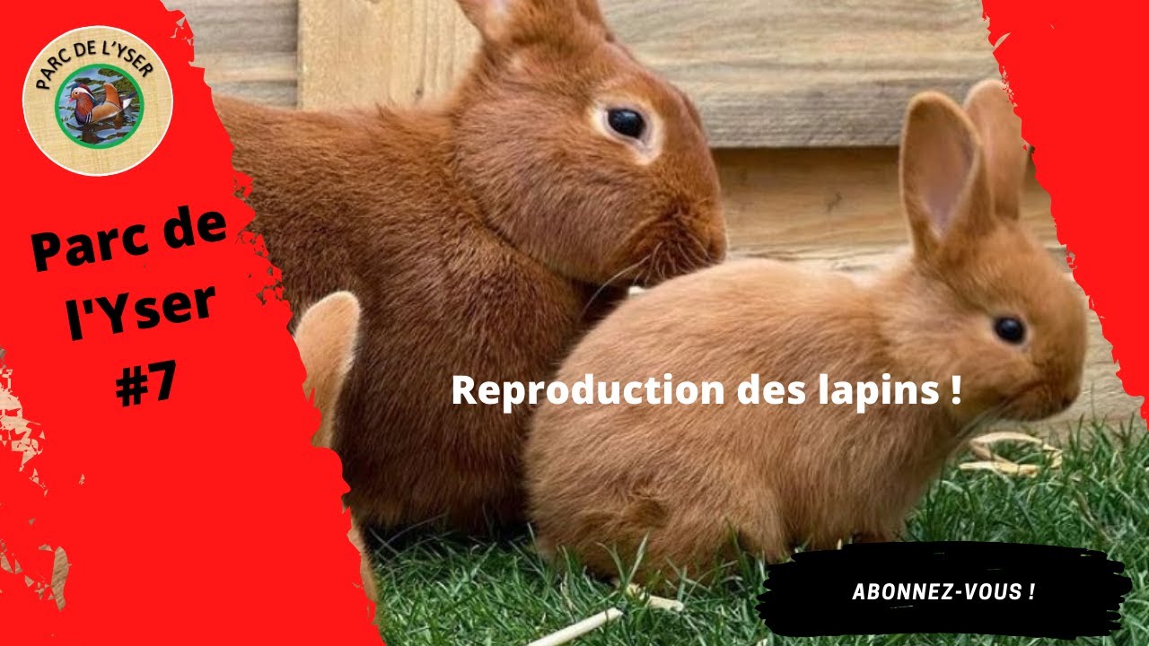 Reproduction Des Lapins Youtube