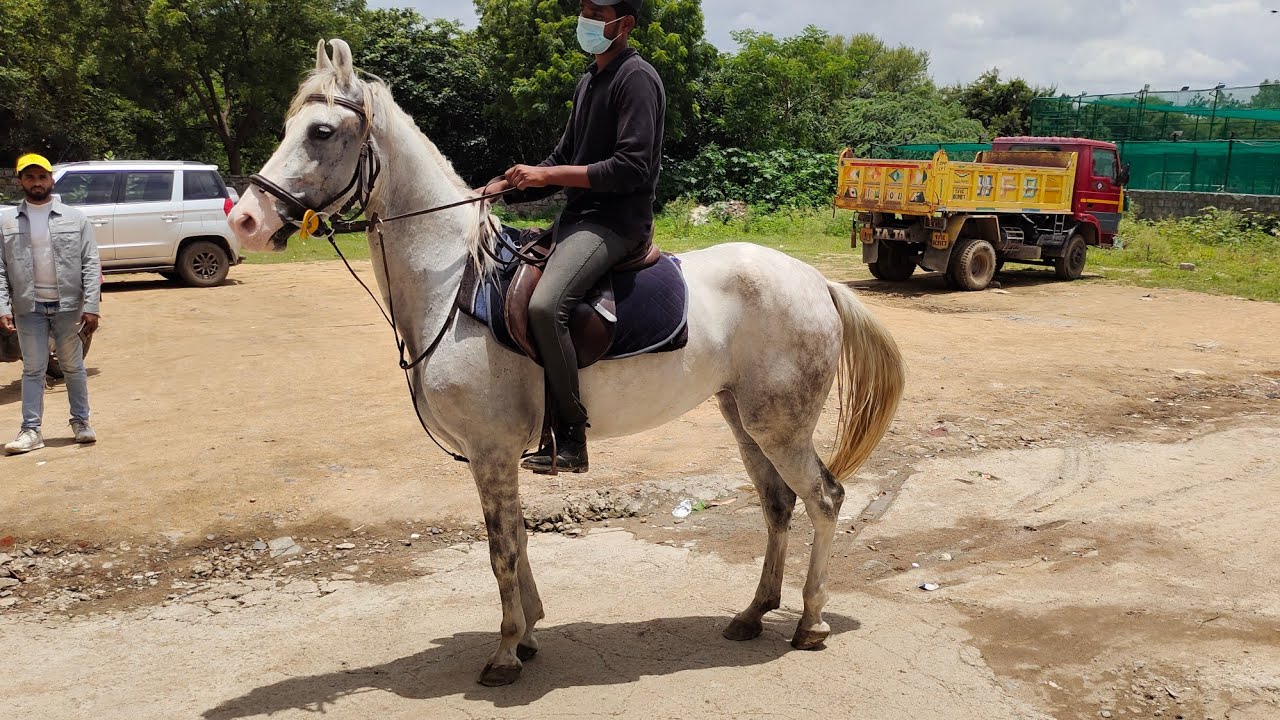 sanjab ghodi marwadi mare horse in Hyderabad dairy farm | well trained ...