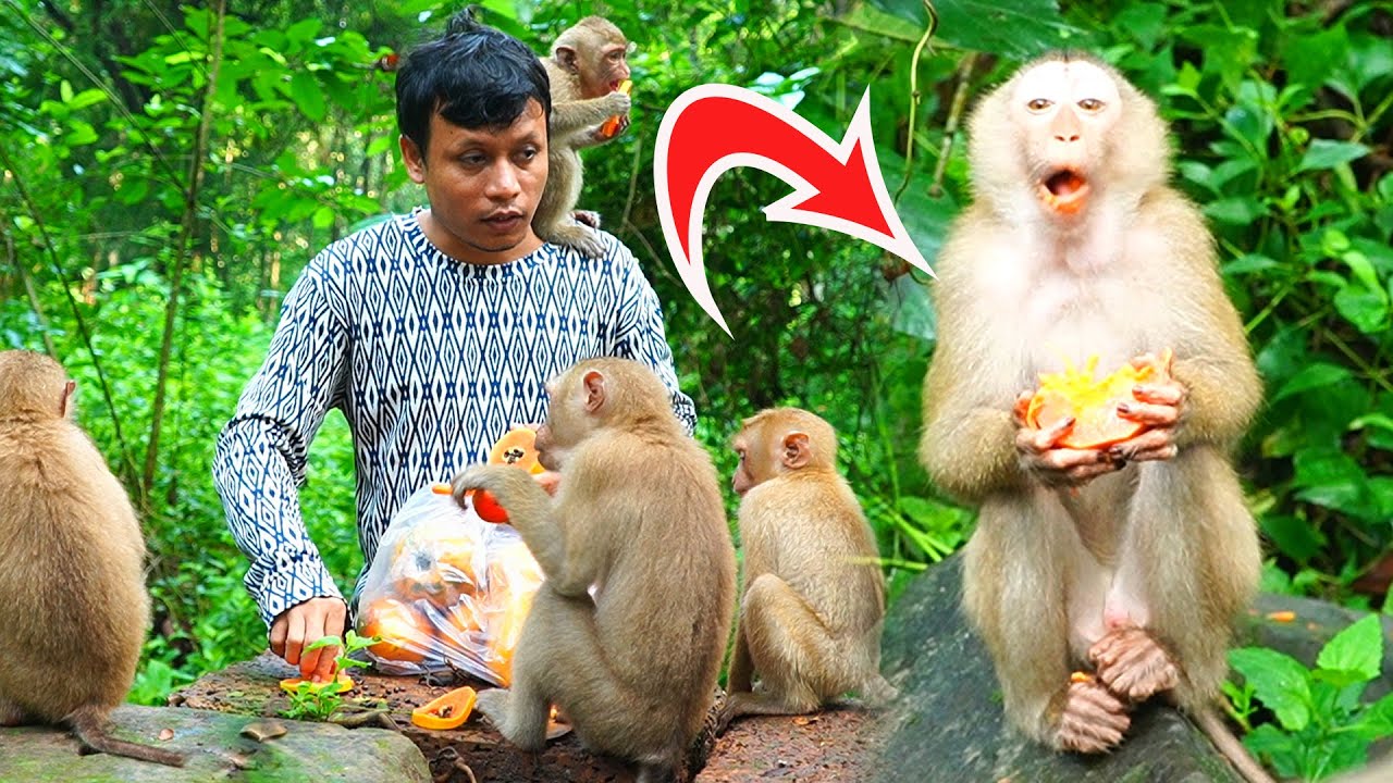 Good morning guys happy Sunday 3rd 23 we go to feed monkeys by papayas ...