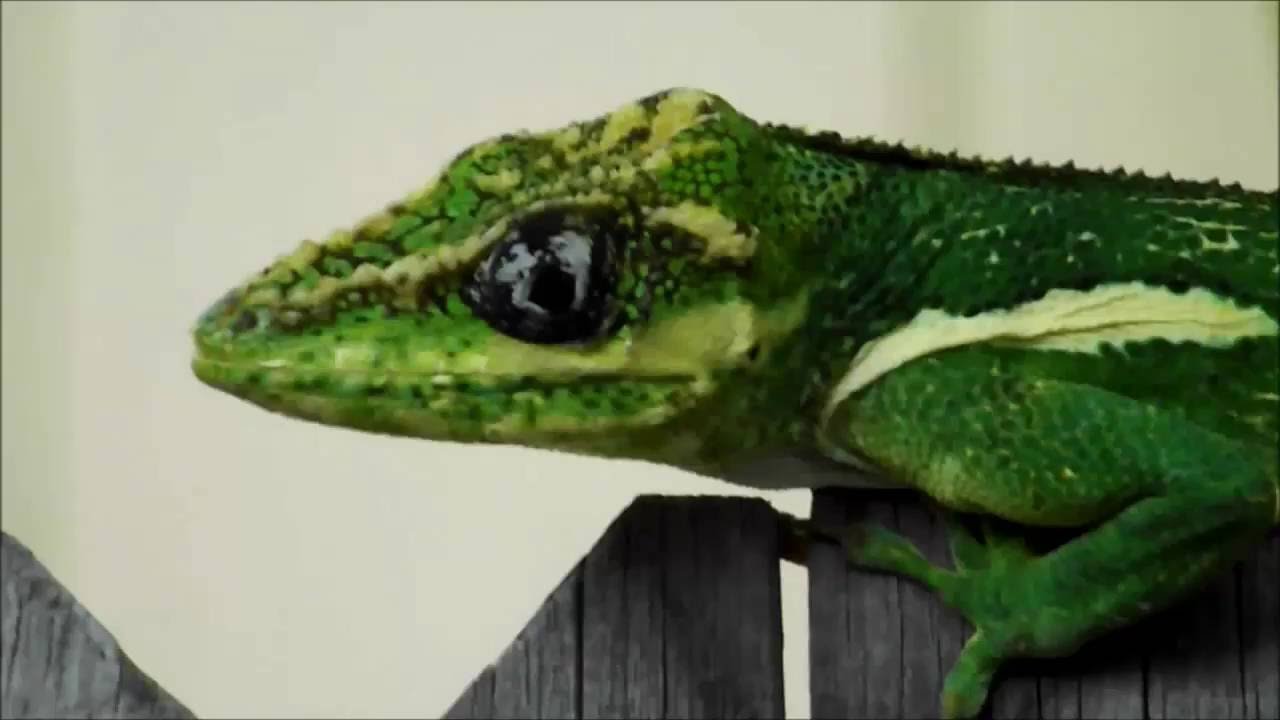 A Close Look At Cuban Anole Lizard Florida - YouTube