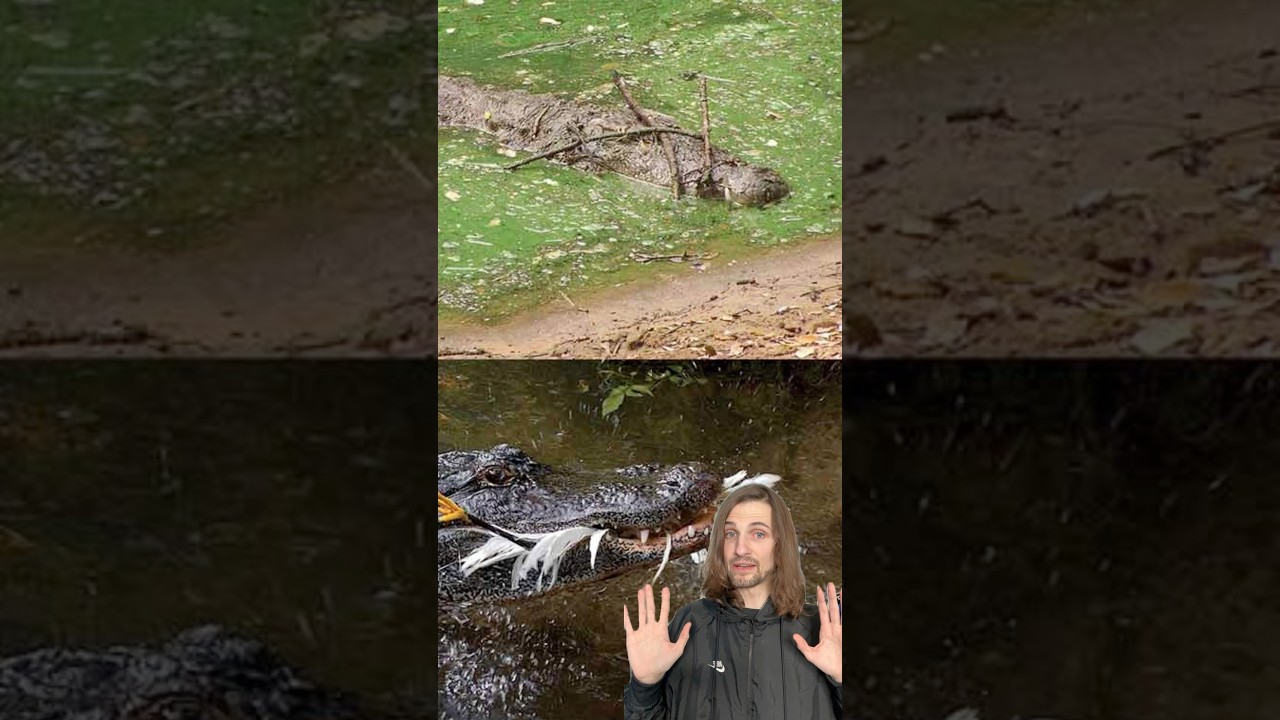 Swamp puppy getting more clever with its hunting techniques! 👀 - YouTube