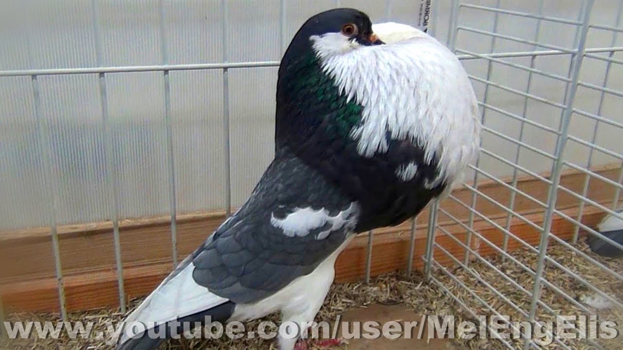 Best of Norwich Cropper Pigeon - Boulant de Norwich - Norwichkröpfer ...