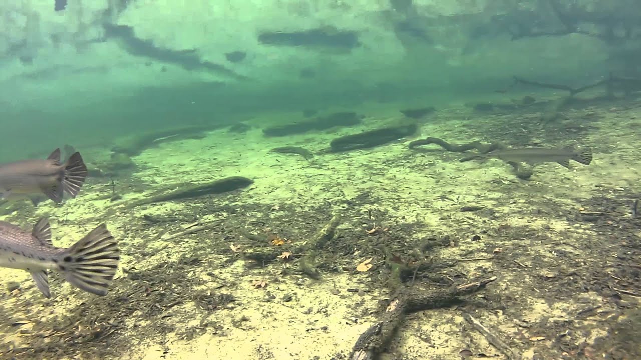 Fish at Blue Spring State Park - YouTube