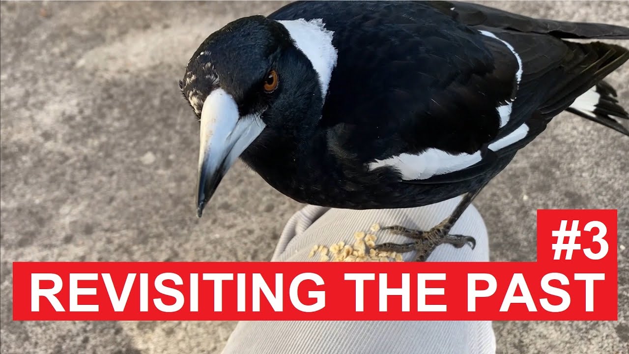 Revisiting the Past: Australian Magpie Couple. Part 3 - YouTube