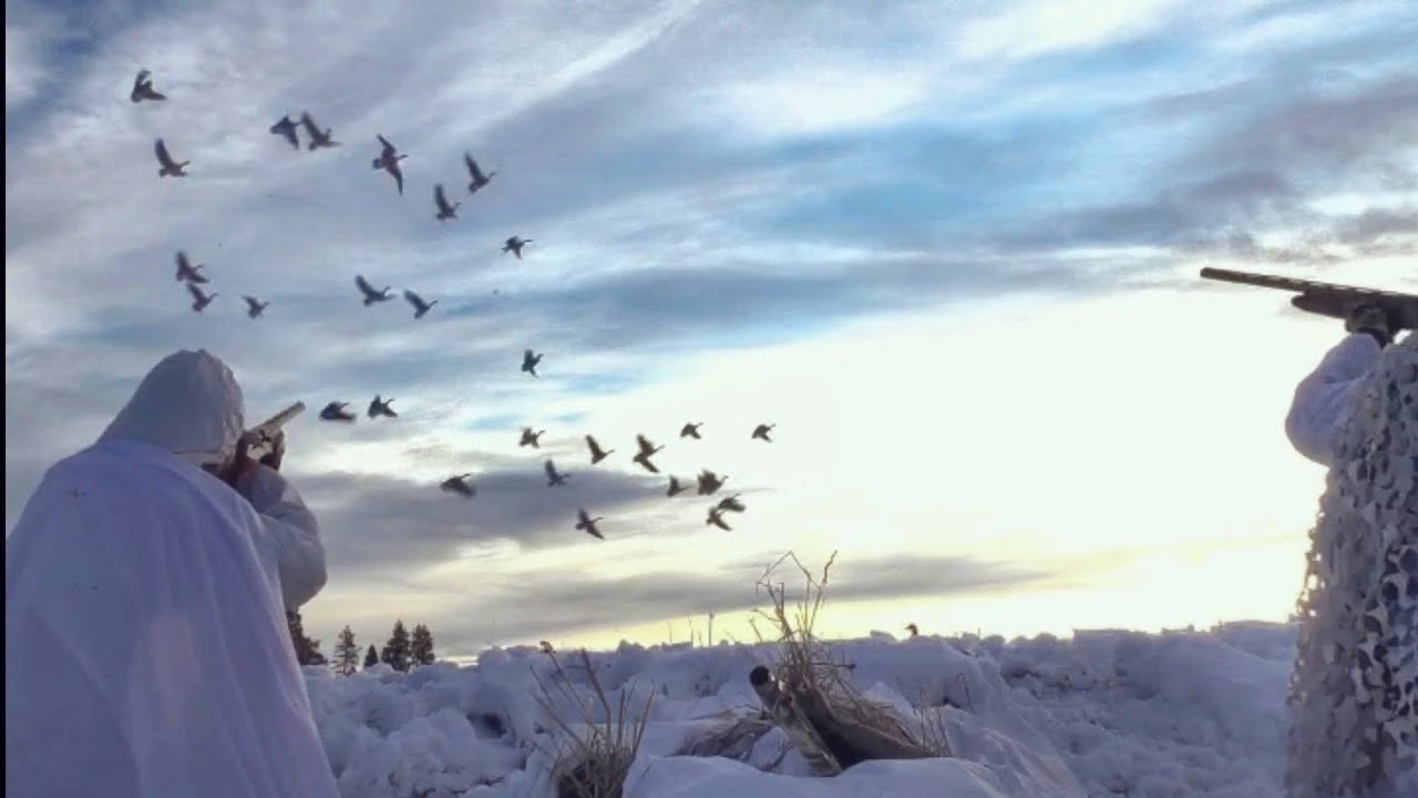 Oregon Goose Hunt | 6 MAN LIMIT - YouTube