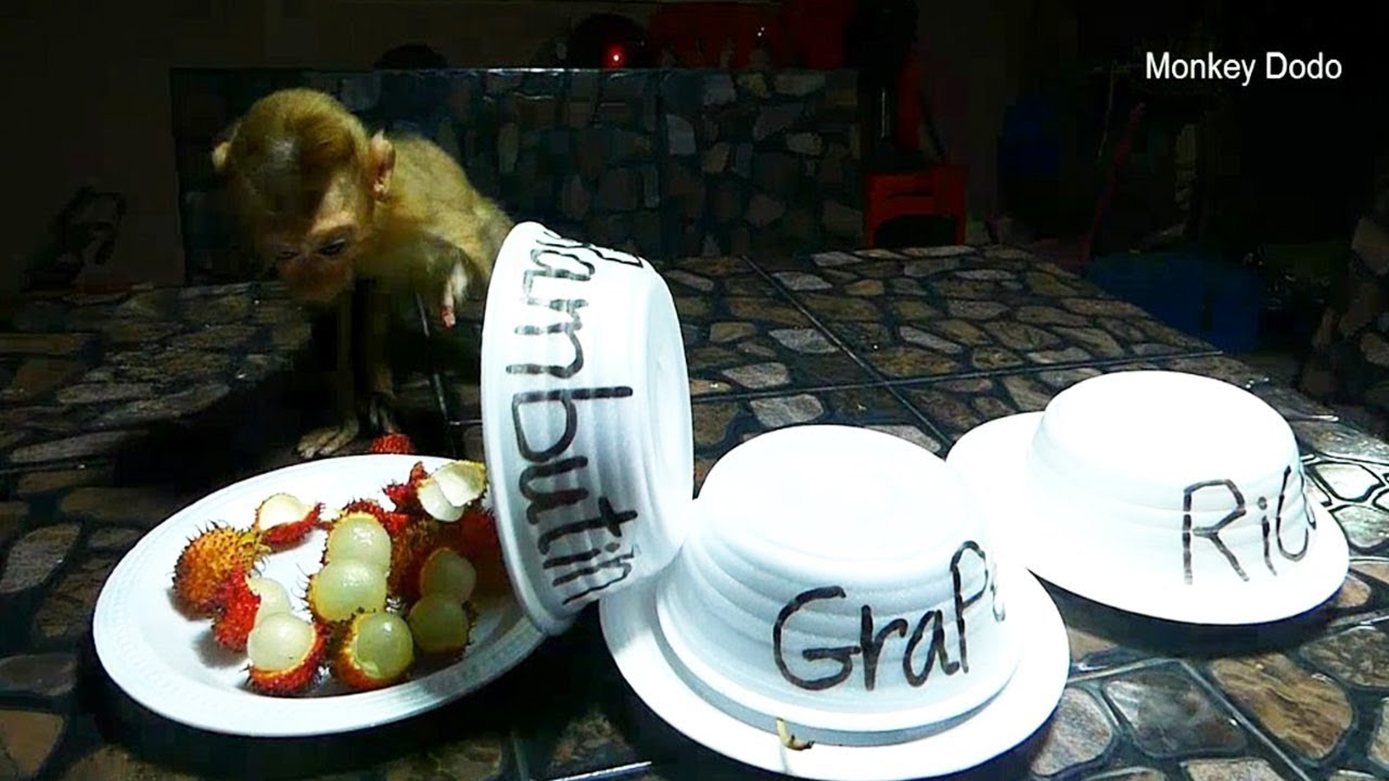 Baby Monkey Dodo Play Game to Choose Food In Plate - YouTube