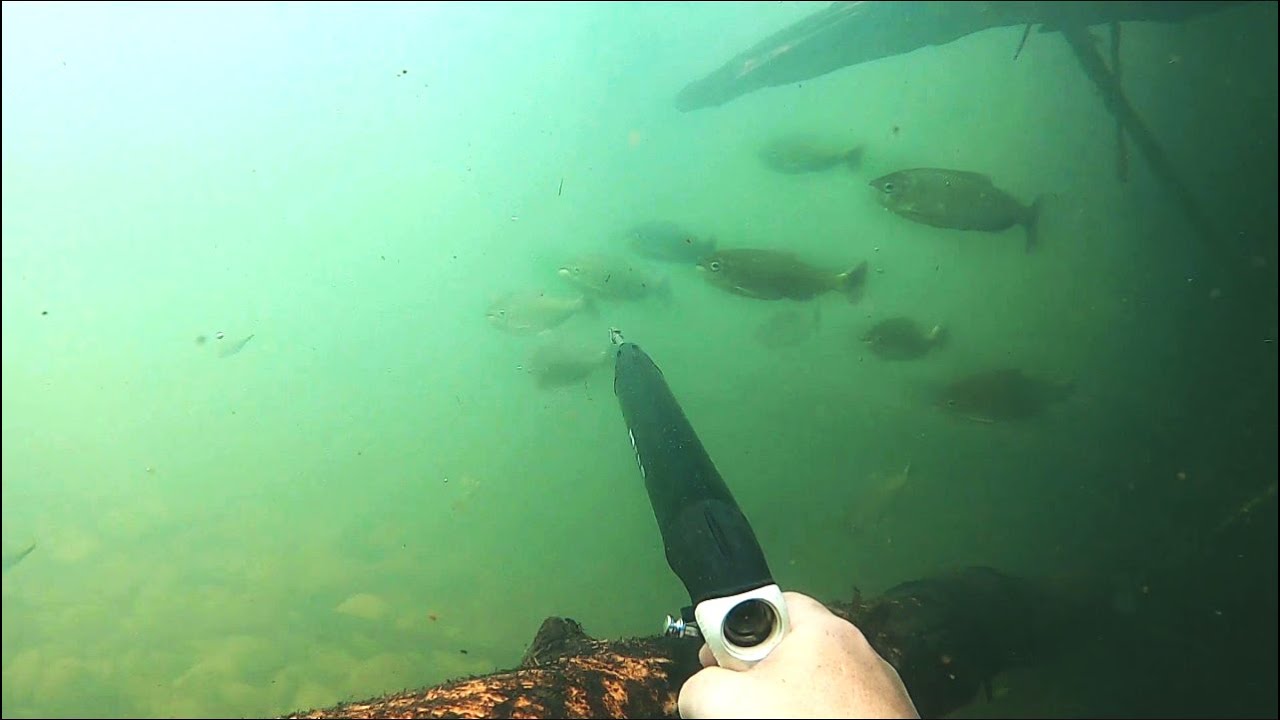 Bocona , dorada y saltador , un día entero de solo pesca con arpón ...