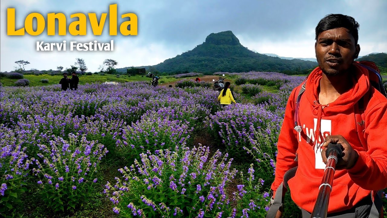 LONAVALA-Karvi Flower Festival | ७ वर्षात एकदा उगवणारी कारवी फुलांचा महोत्सव With Detailed ...