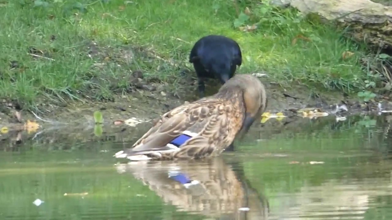 duck and crow eating French fries ... Superzoom - YouTube