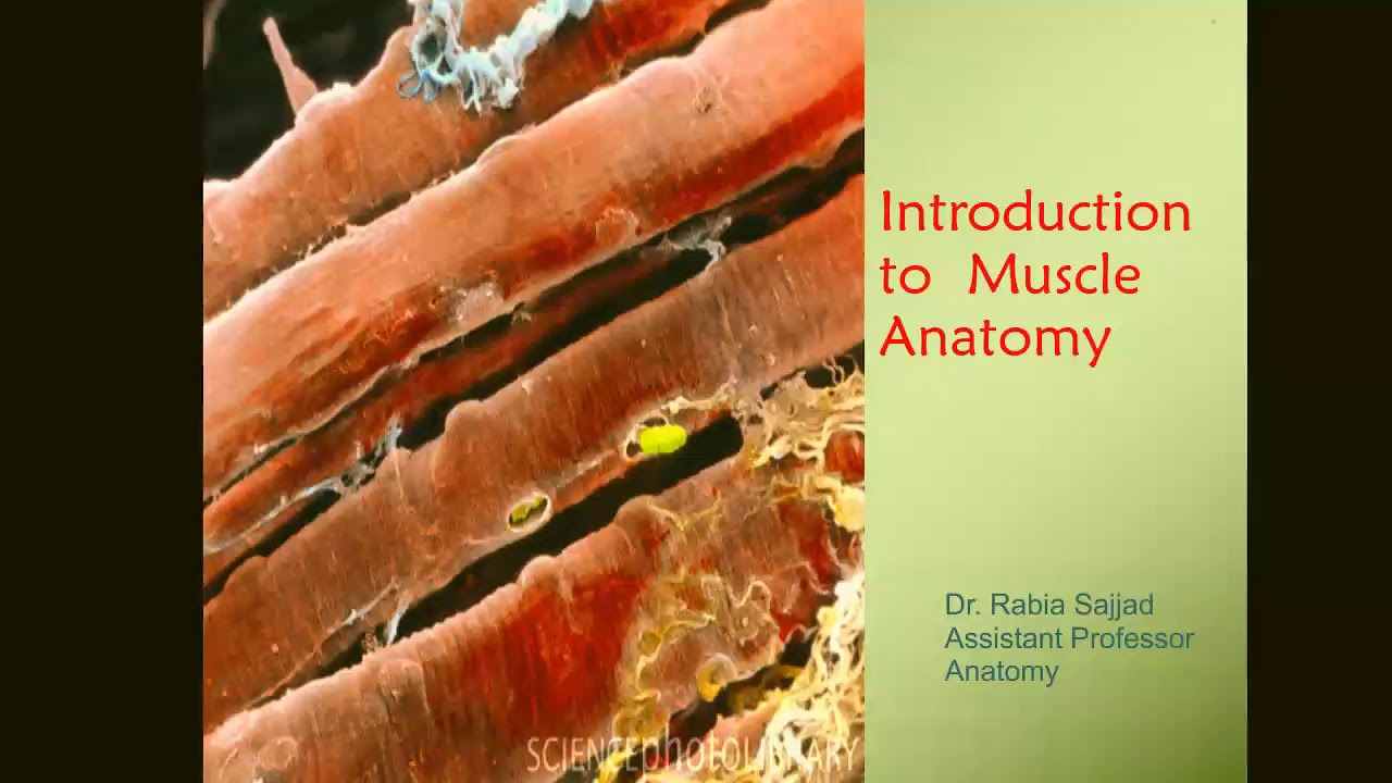 Introduction to muscle anatomy for DPT 1 - YouTube