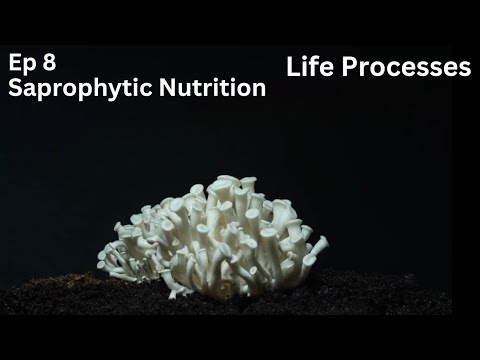 Ep 8 | Saprophytic Nutrition | Life Processes | Class 10 - YouTube