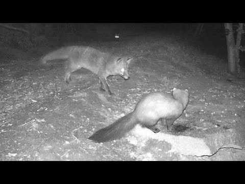 20210302 VOLPE vs FAINA DOPPIO ATTACCO